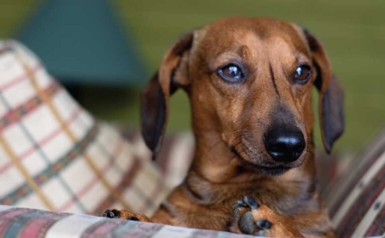 Discover the Top 10 Most Lovable Dog Breeds in 2025 - PetSweetJoy