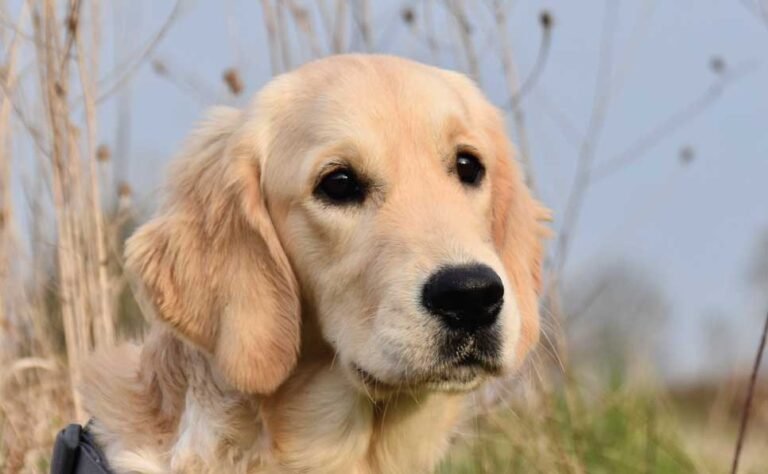 Discover the Top 10 Most Lovable Dog Breeds in 2025 - PetSweetJoy