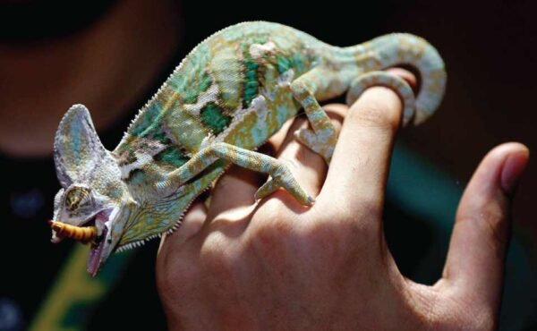 Handling and Taming a Reptile: Tips for Building a Lasting Connection ...