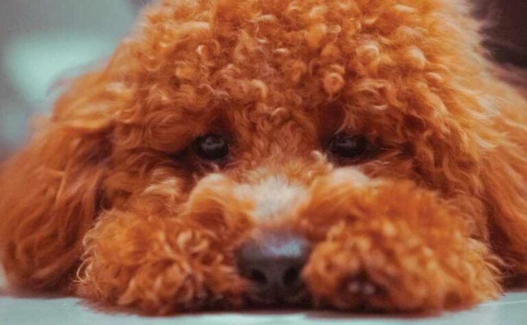 Discover the Top 10 Most Lovable Dog Breeds in 2025 - PetSweetJoy