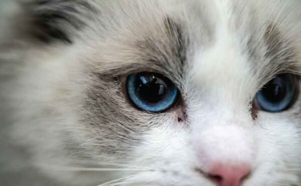Explore the Most Popular Cat Breeds of 2025: Meet the Feline Favorites ...
