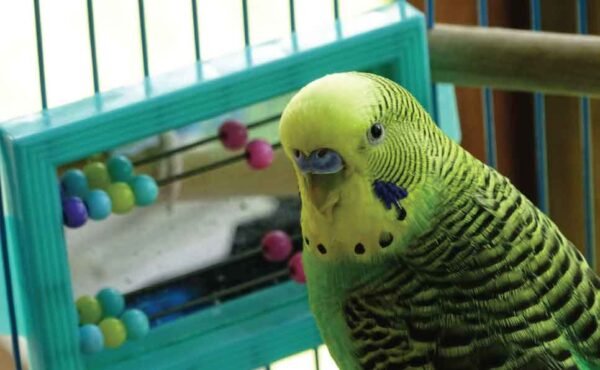 DIY Parrot Toys: Keep Your Parrot Entertained and Happy - PetSweetJoy