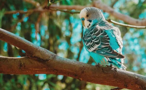 Best Pet Birds for Beginners 2024 | Characteristics and Care Tips
