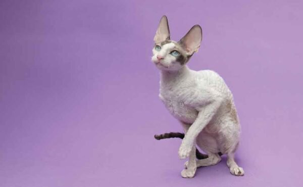 Top 10 Hypoallergenic Cat Breeds to Consider | Tips and Factors