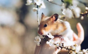 The Complete Hamster Care Guide for Beginners - PetSweetJoy