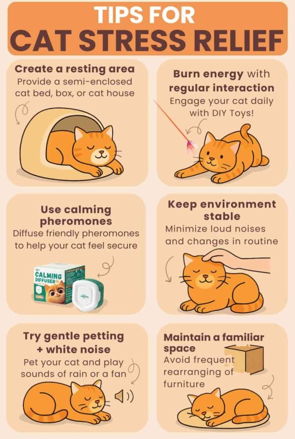 Cat Stress Relief: How to Keep Your Cat Calm at Home and During Travel ...