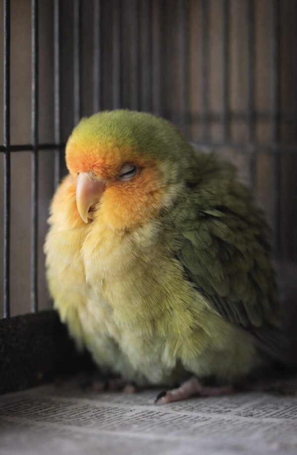 Pet Bird Body Language Explained: What Feathers, Eyes & Posture Really ...